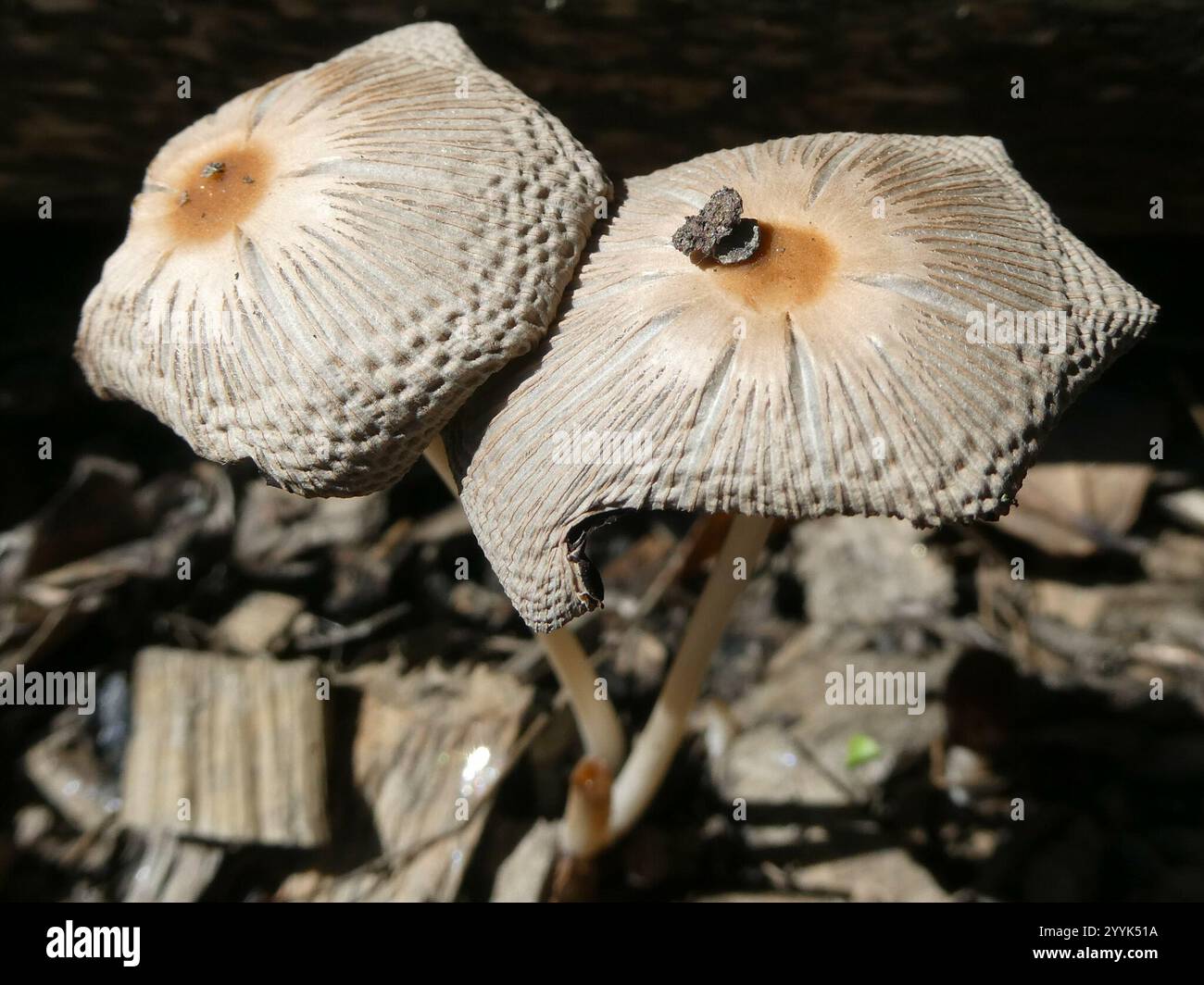 Brittlestems and Allies (Psathyrellaceae Stock Photo - Alamy