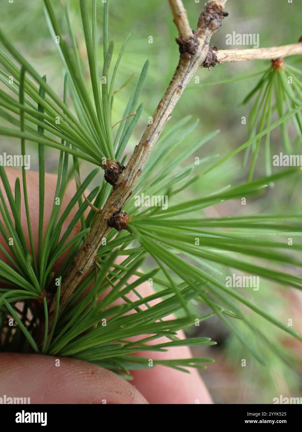western larch (Larix occidentalis Stock Photo - Alamy