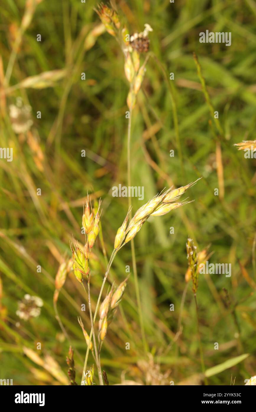 common soft brome (Bromus hordeaceus Stock Photo - Alamy