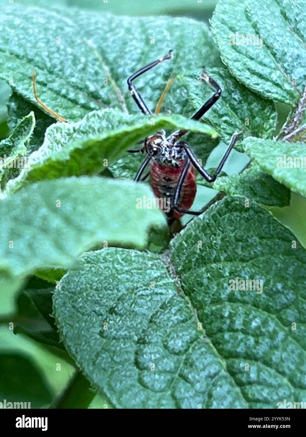 North American Wheel Bug (Arilus cristatus Stock Photo - Alamy