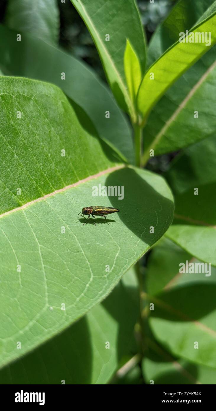 Emerald Ash Borer (Agrilus planipennis Stock Photo - Alamy
