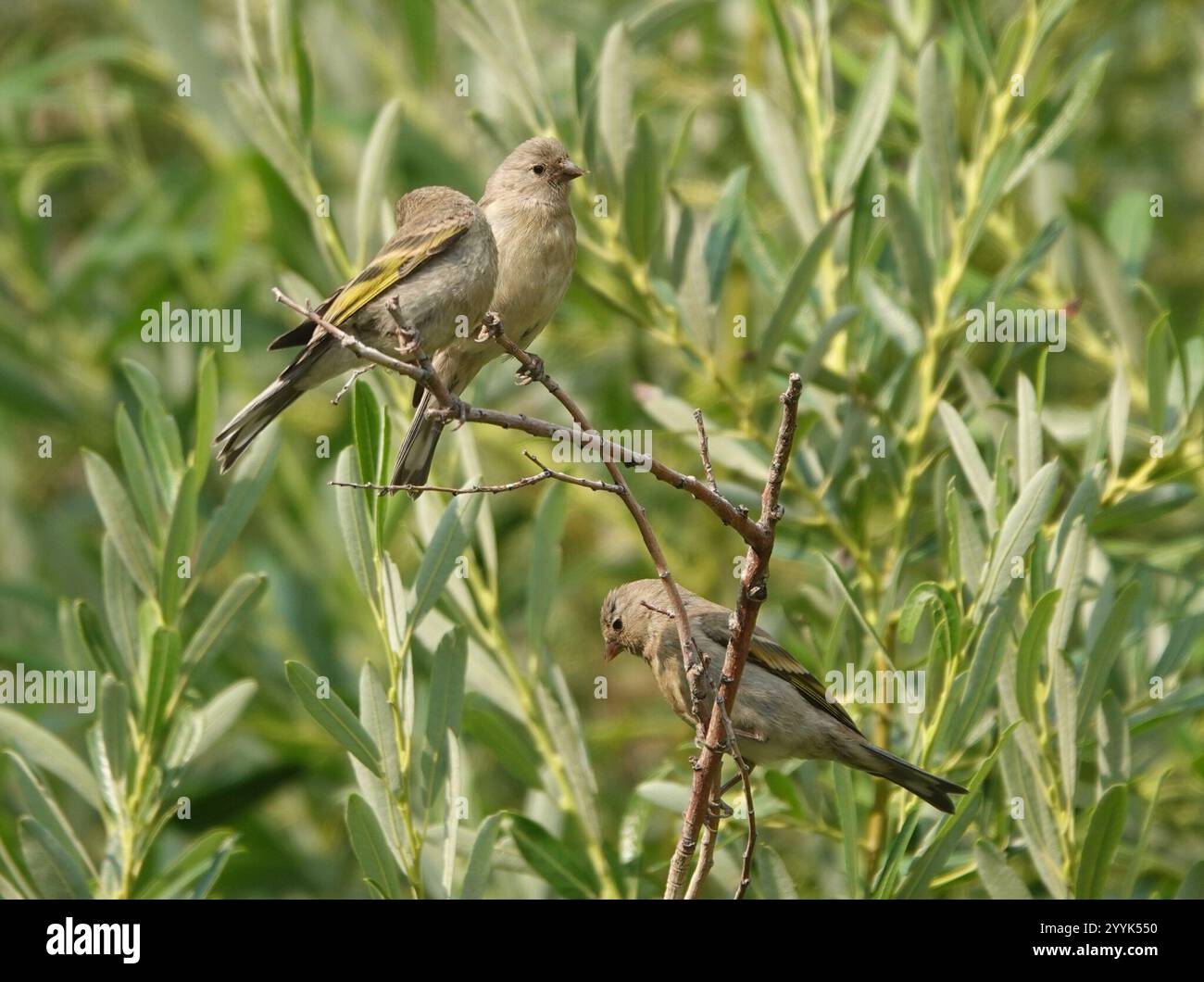 Lawrence's Goldfinch (Spinus lawrencei Stock Photo - Alamy