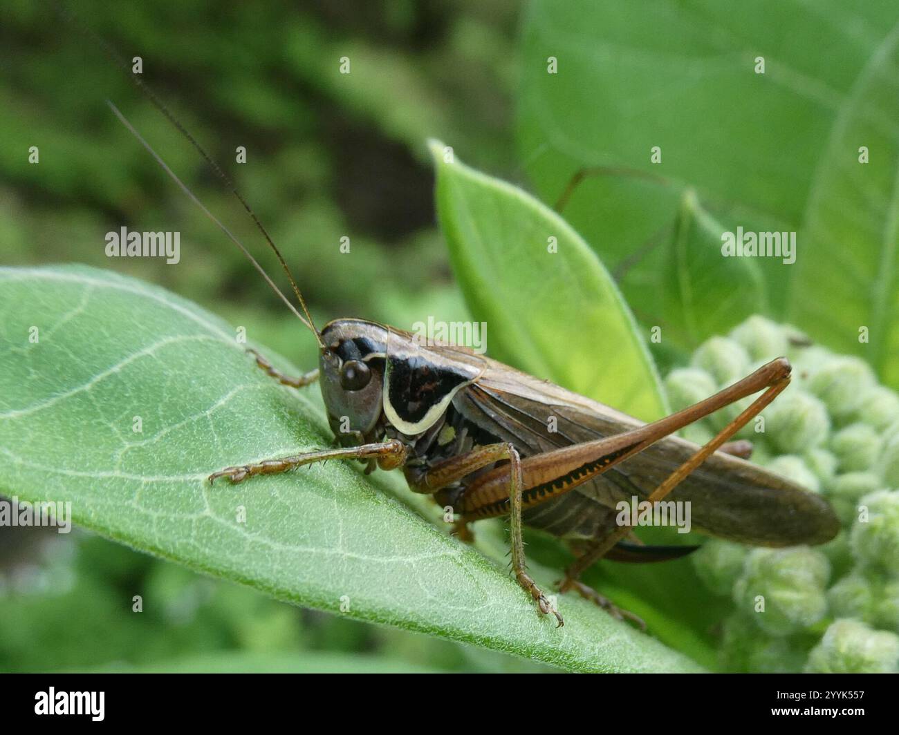 Roesels bush cricket roeseliana hi-res stock photography and images - Alamy