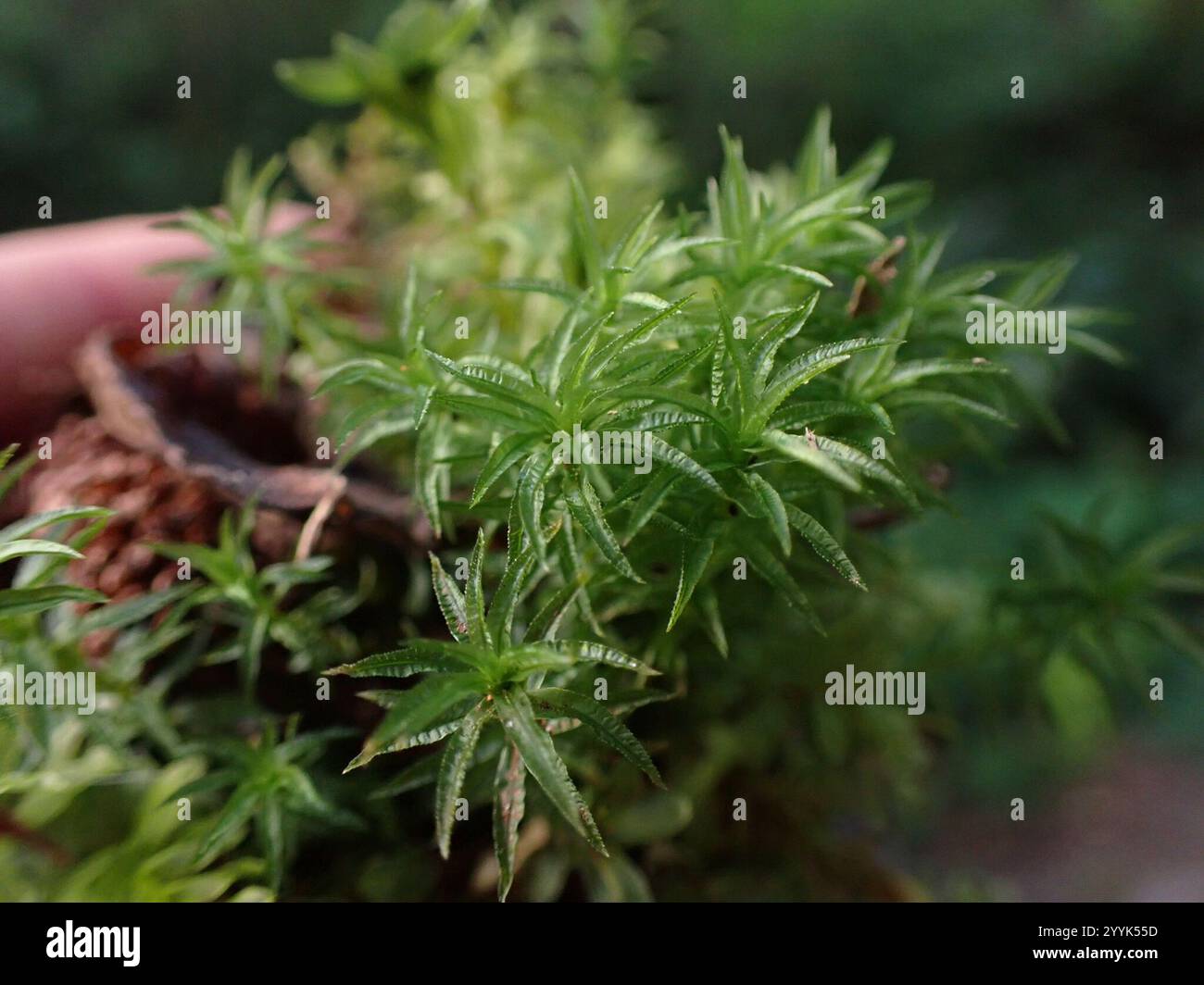Catherine's moss (Atrichum undulatum Stock Photo - Alamy