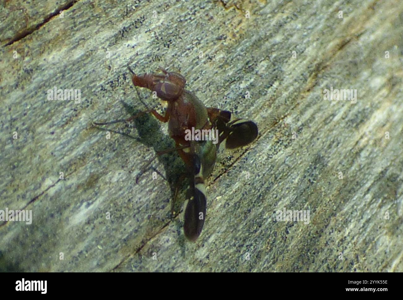 Common Picture-winged Fly (Delphinia picta Stock Photo - Alamy