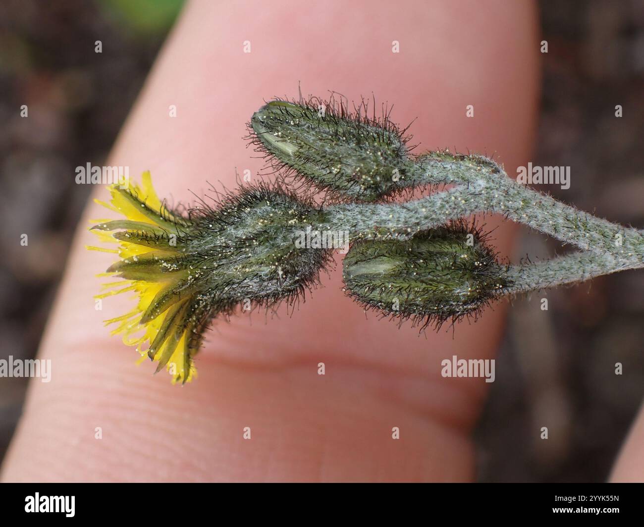 Slender hawkweed hi-res stock photography and images - Alamy