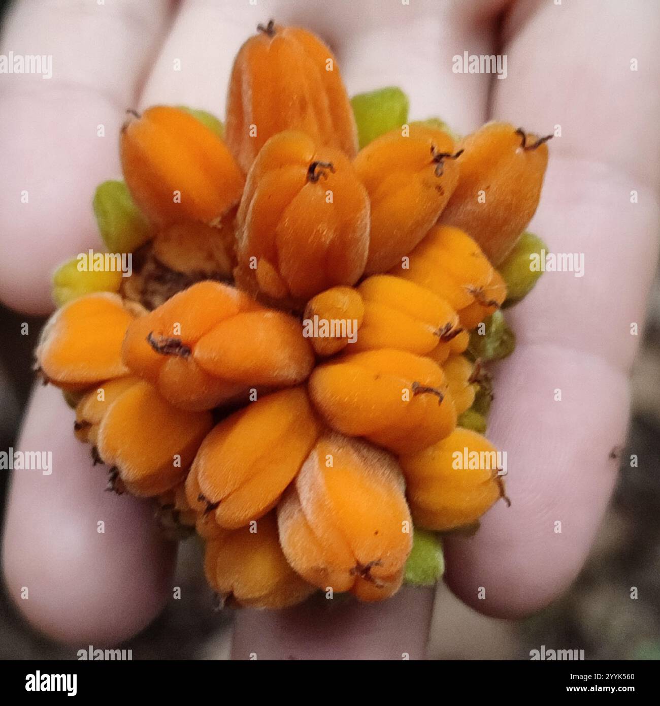 Panama rubber tree (Castilla elastica Stock Photo - Alamy