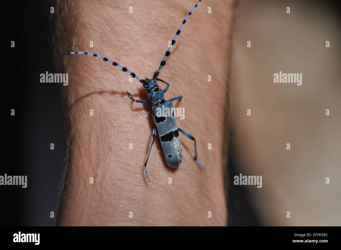 Alpine longhorn Rosalia (Rosalia alpina Stock Photo - Alamy