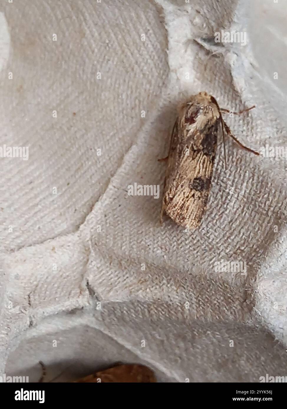 Shuttle-shaped Dart (Agrotis puta Stock Photo - Alamy