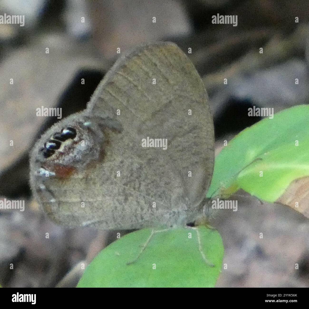 Eastern Gemmed-Satyr (Cyllopsis gemma Stock Photo - Alamy
