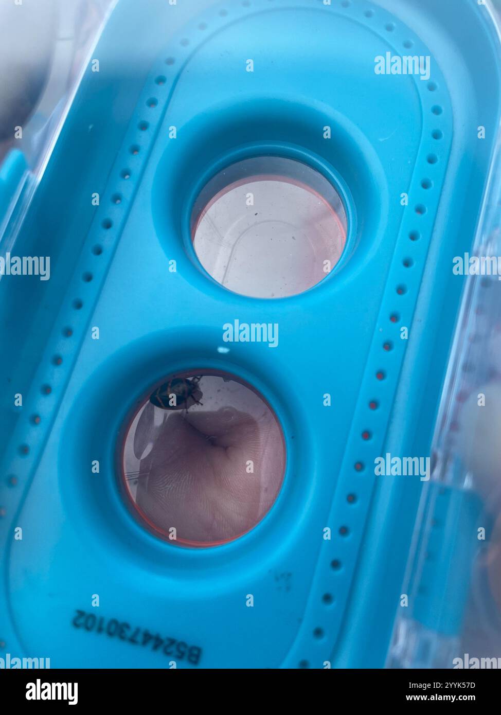 Two-lined Spittlebug (Prosapia bicincta Stock Photo - Alamy