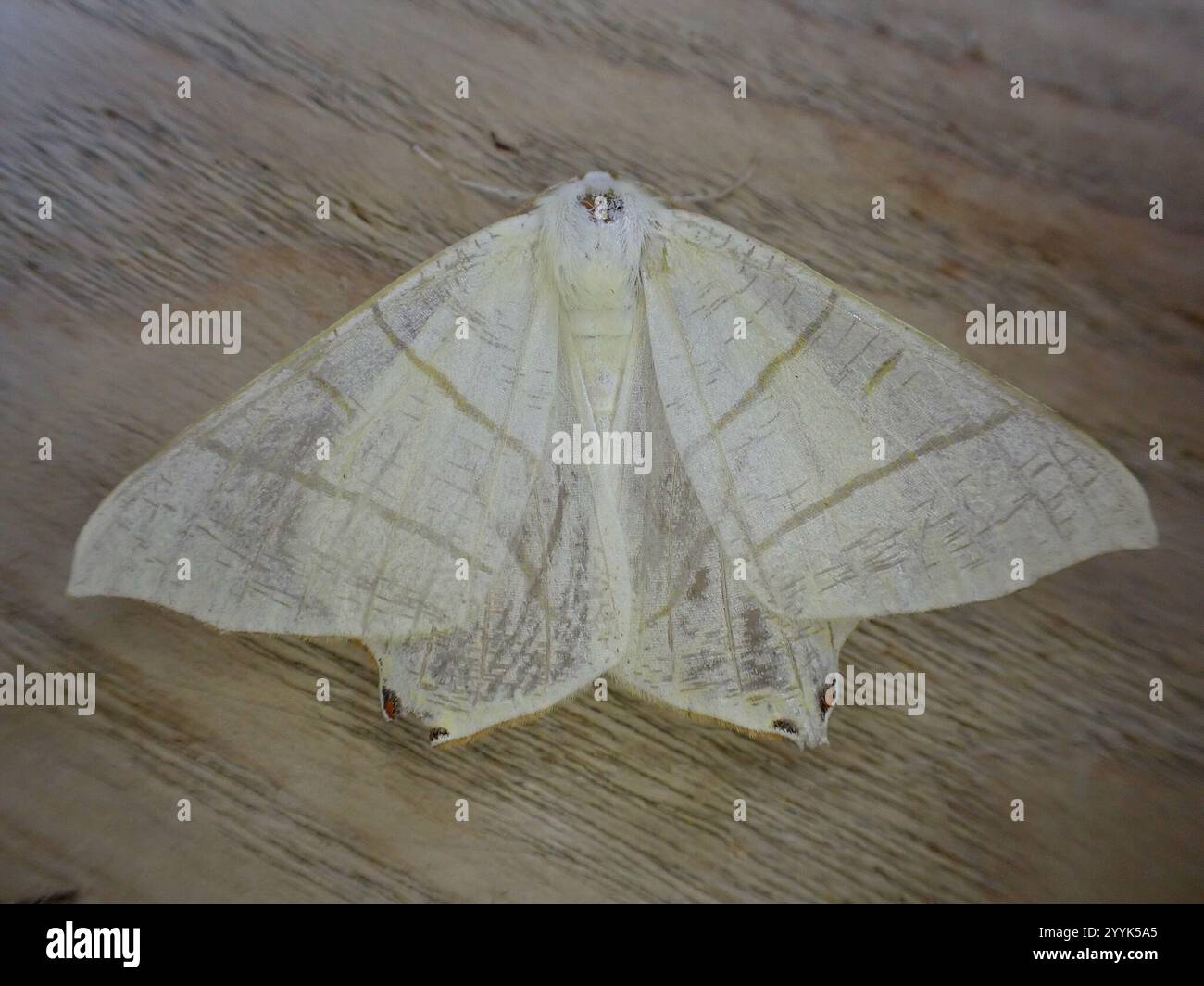 Swallow-tailed Moth (Ourapteryx sambucaria Stock Photo - Alamy