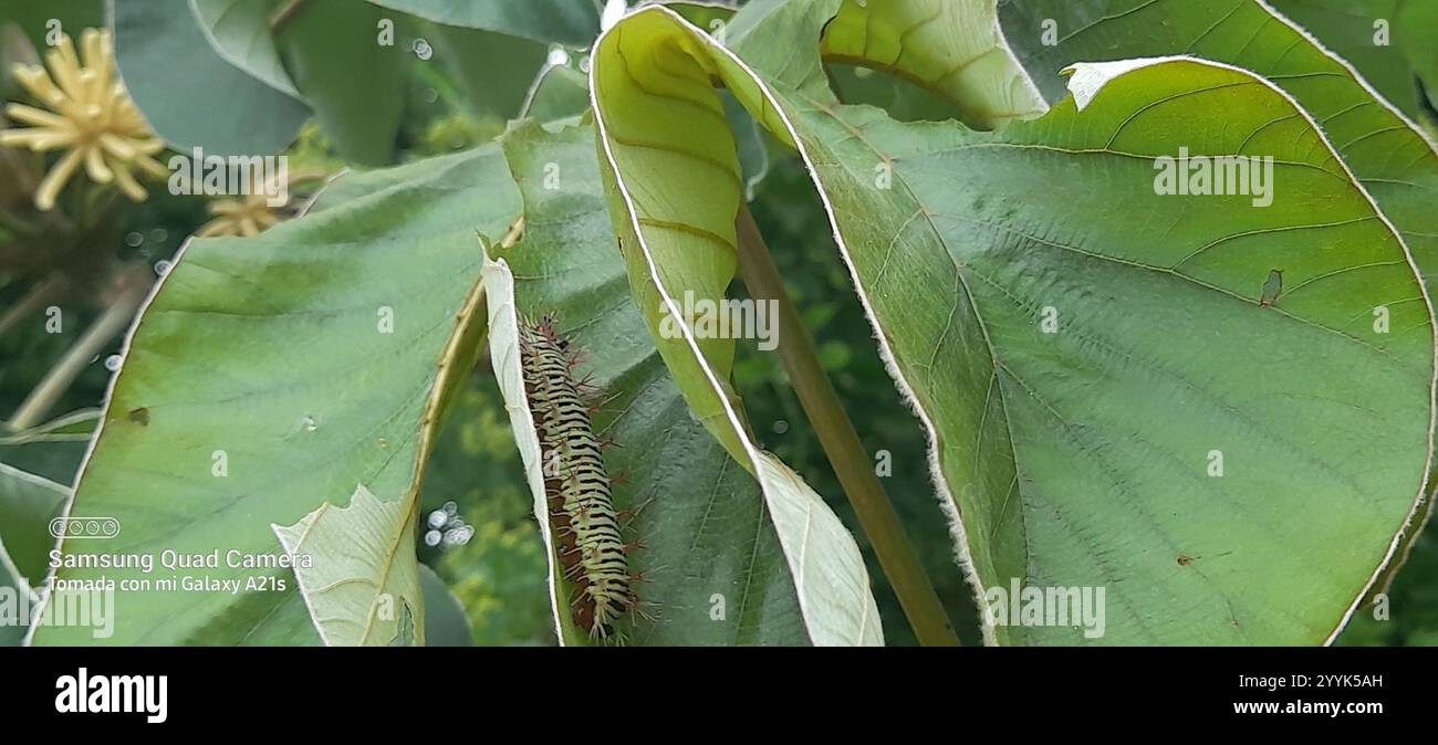 Orion Cecropian (Historis odius Stock Photo - Alamy