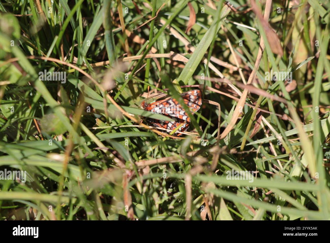 Edith's Checkerspot (Euphydryas editha Stock Photo - Alamy