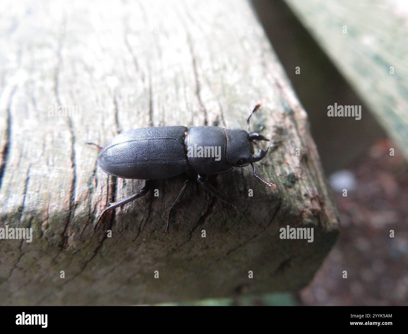 Lesser Stag Beetle (Dorcus parallelipipedus Stock Photo - Alamy