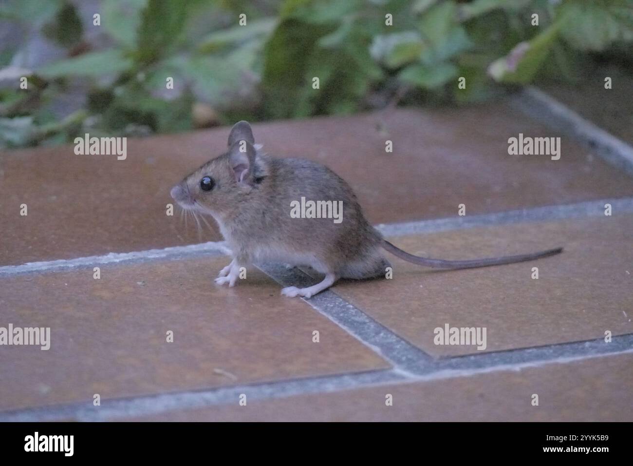 Old World Field Mice (Apodemus Stock Photo - Alamy