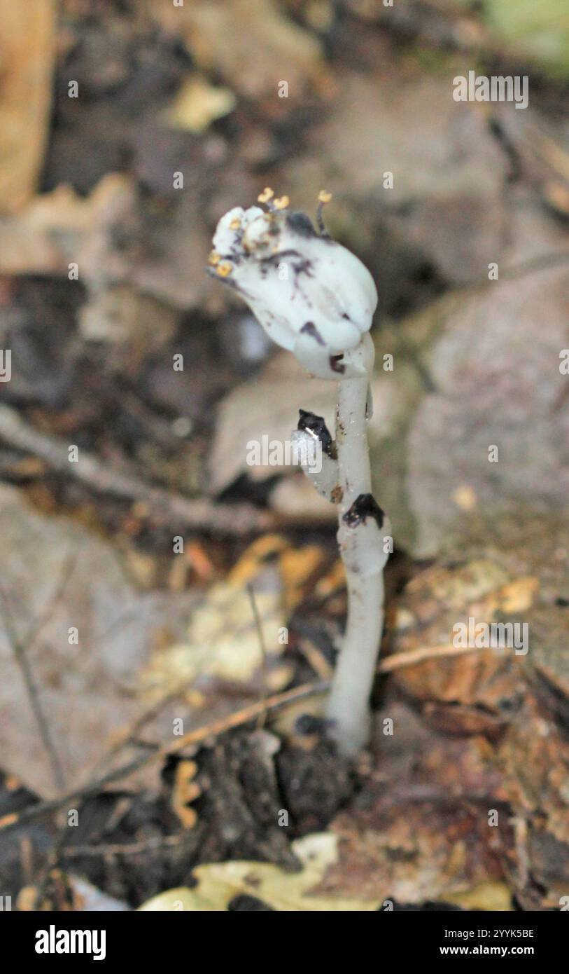 Ghost Pipe (Monotropa uniflora Stock Photo - Alamy