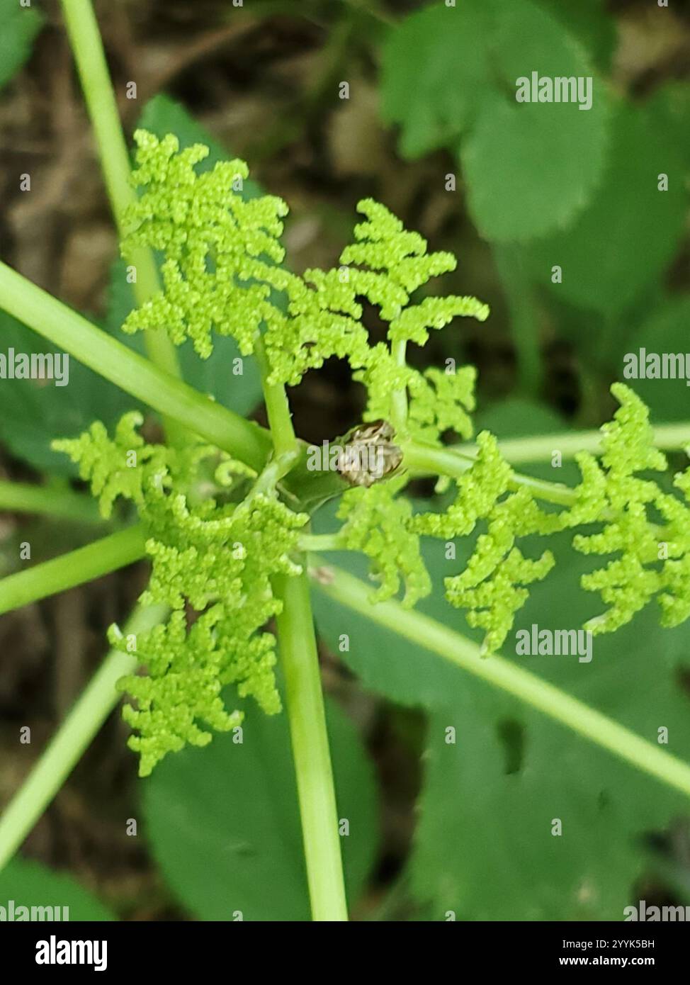 wood nettle (Laportea canadensis Stock Photo - Alamy