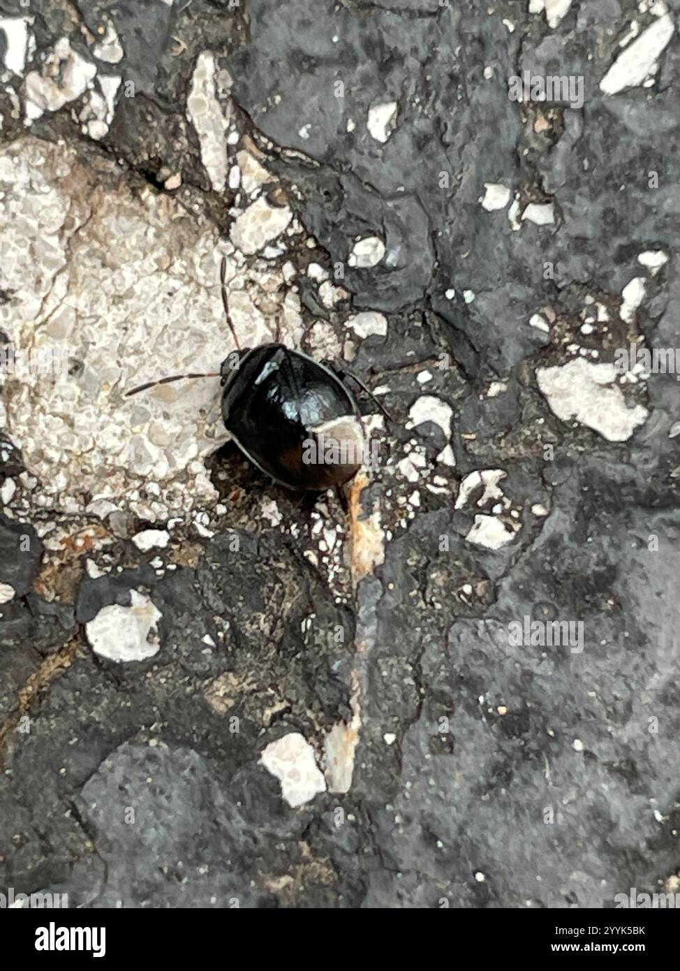 White-margined Burrower Bug (Sehirus cinctus Stock Photo - Alamy