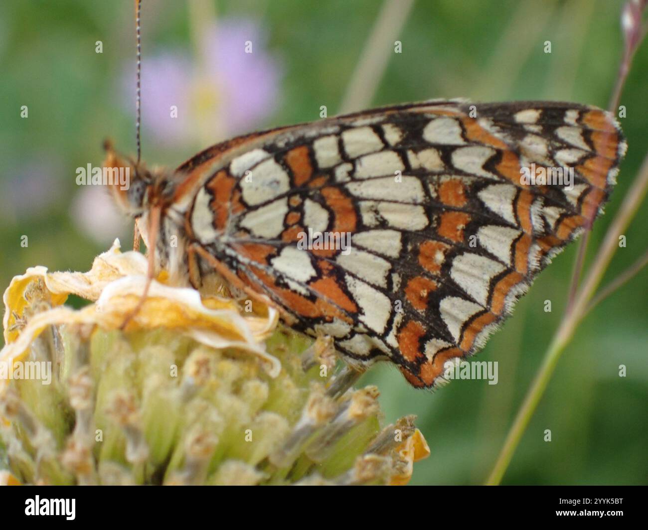 Northern Checkerspot (Chlosyne palla Stock Photo - Alamy