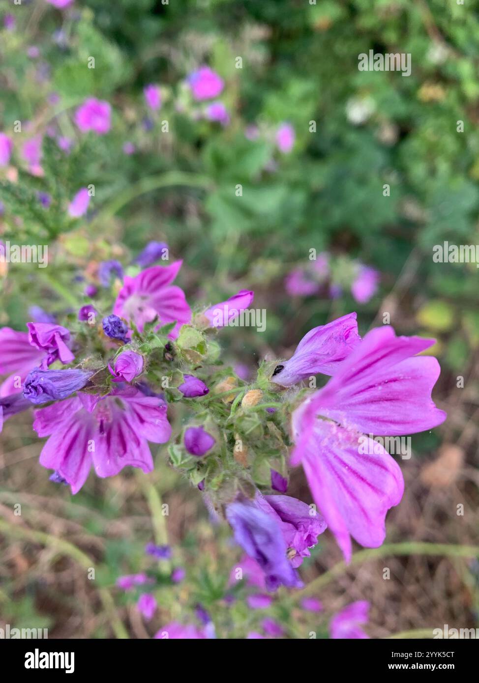 Common Mallow (Malva sylvestris Stock Photo - Alamy