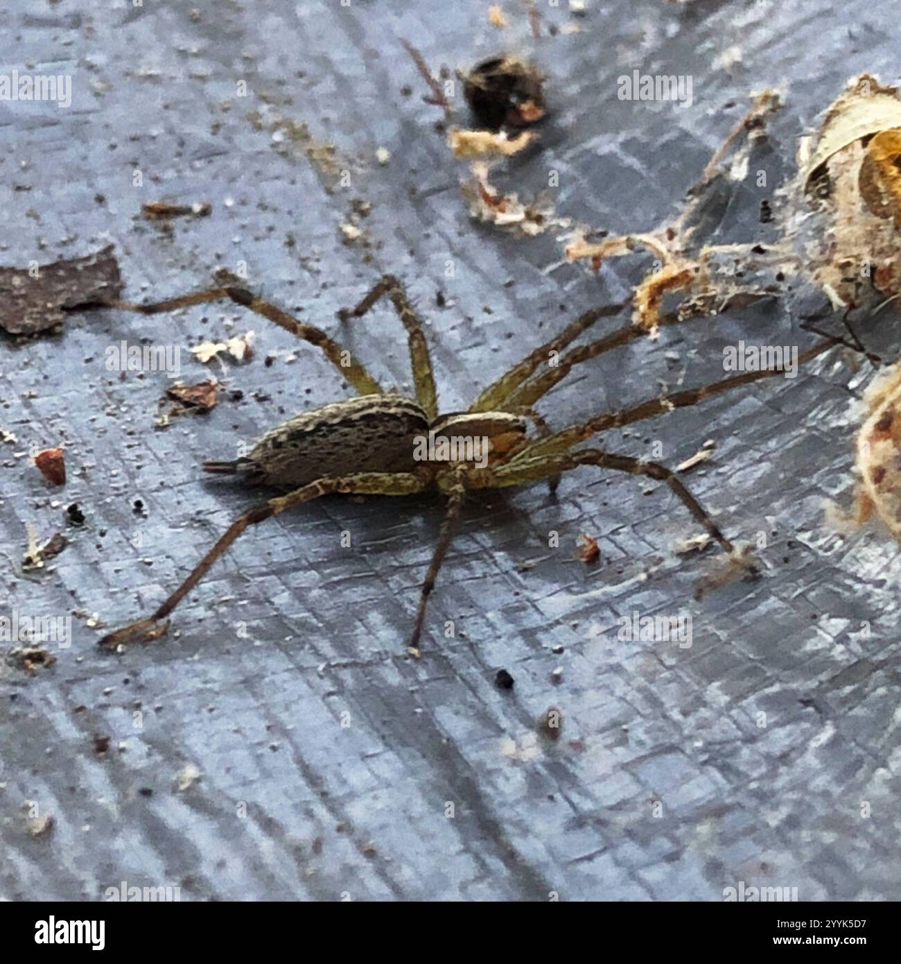 Grass Spiders (Agelenopsis Stock Photo - Alamy