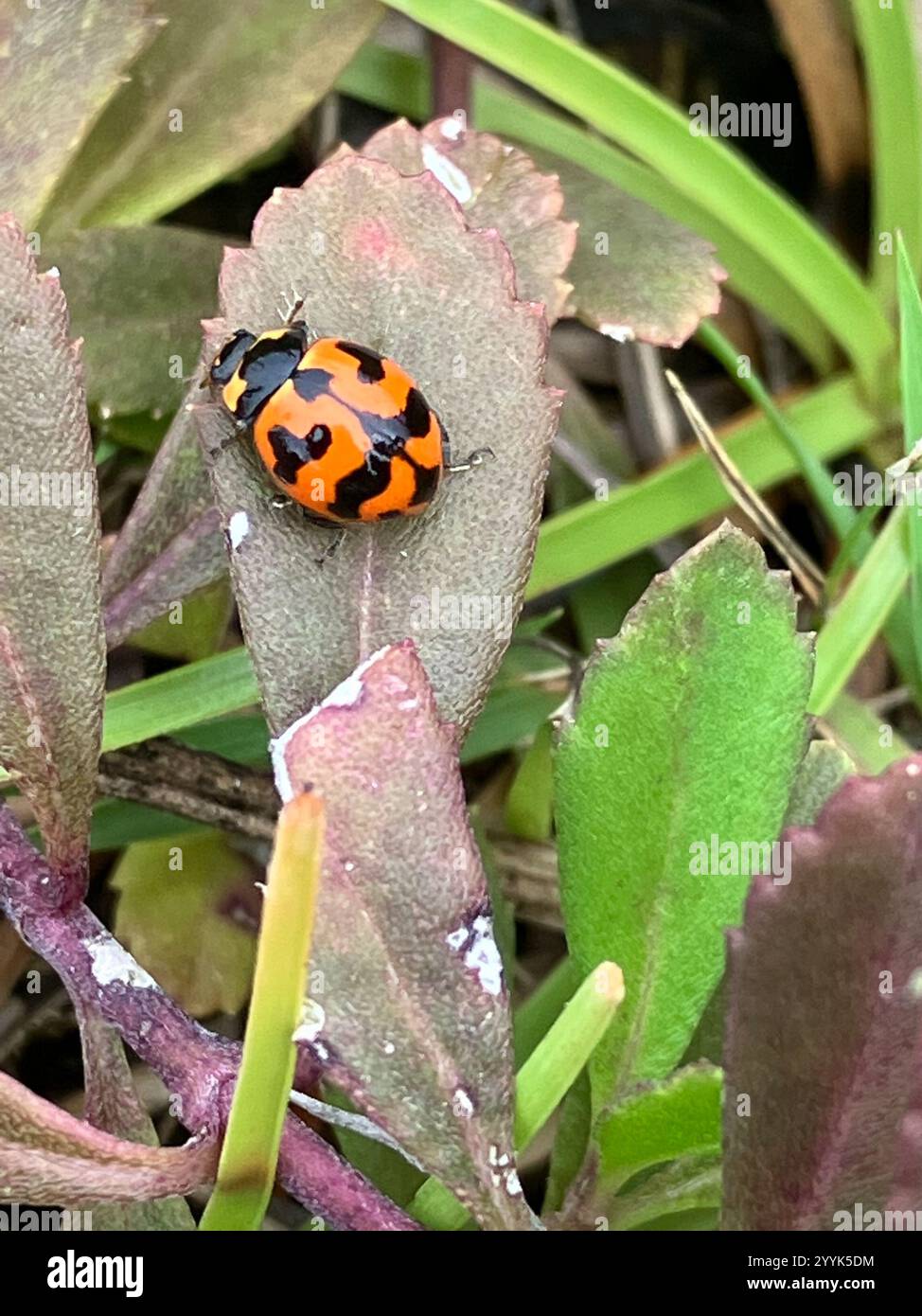 Small Transverse Ladybird Beetle (Coccinella transversalis Stock Photo ...
