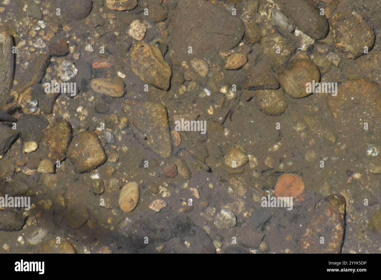 Ray-finned Fishes (Actinopterygii Stock Photo - Alamy