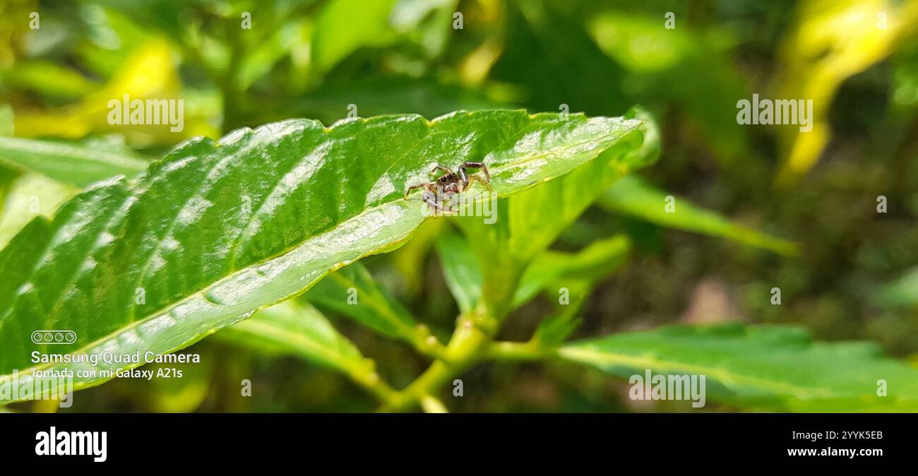Lurio hi-res stock photography and images - Alamy