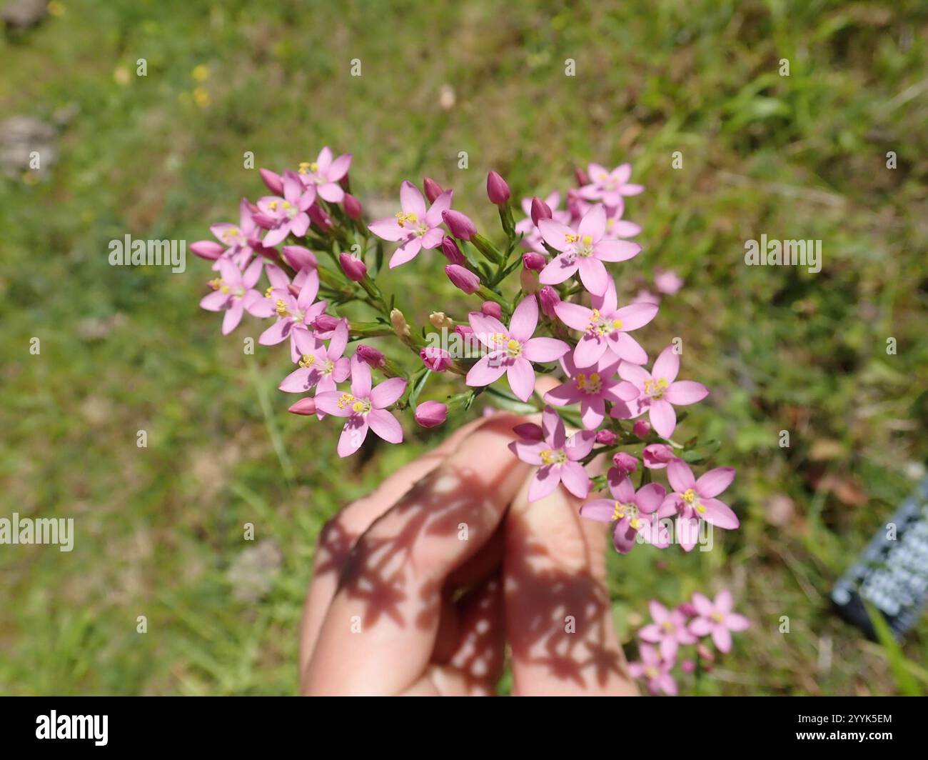 Common centaury (Centaurium erythraea Stock Photo - Alamy