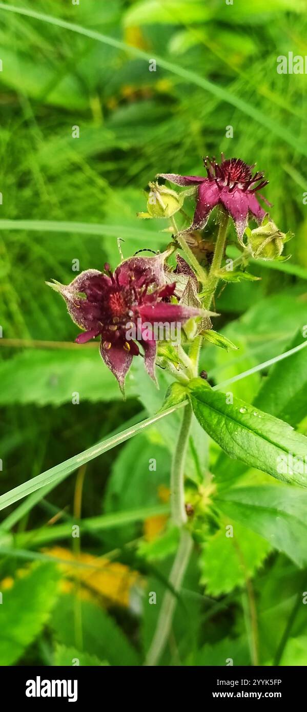 marsh cinquefoil (Comarum palustre Stock Photo - Alamy