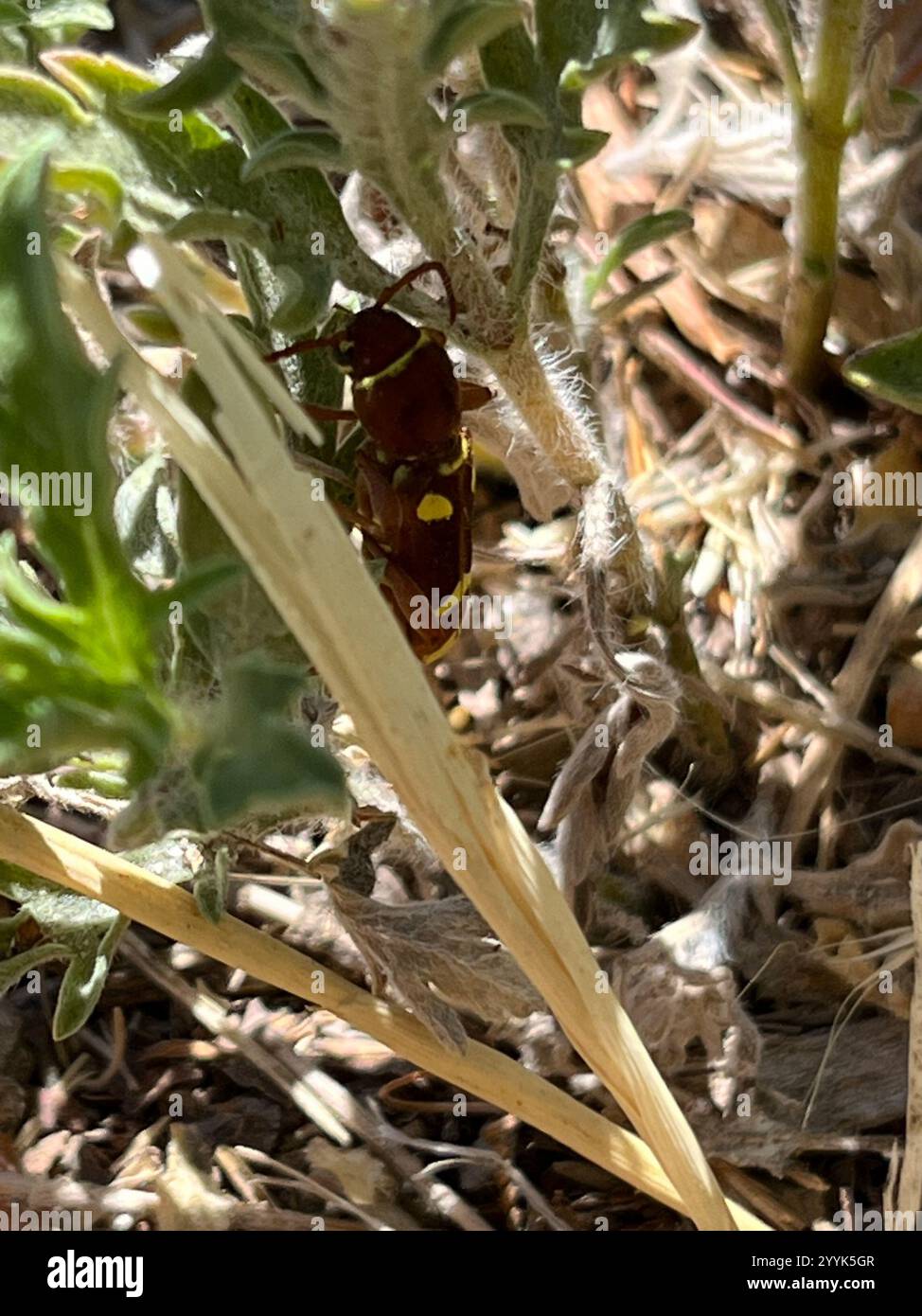 Willow borer hi-res stock photography and images - Alamy