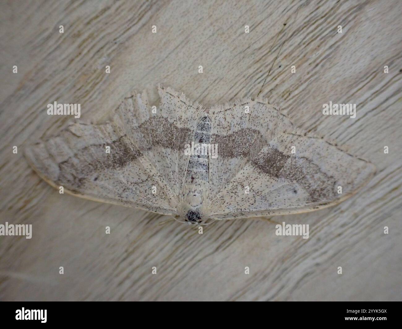 Riband Wave (Idaea aversata Stock Photo - Alamy