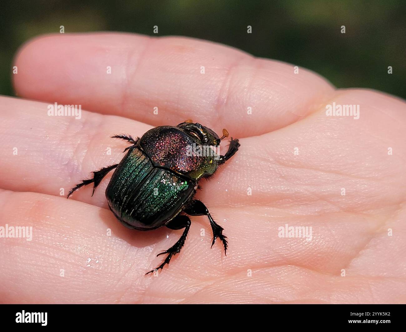 Rainbow scarab hi-res stock photography and images - Alamy