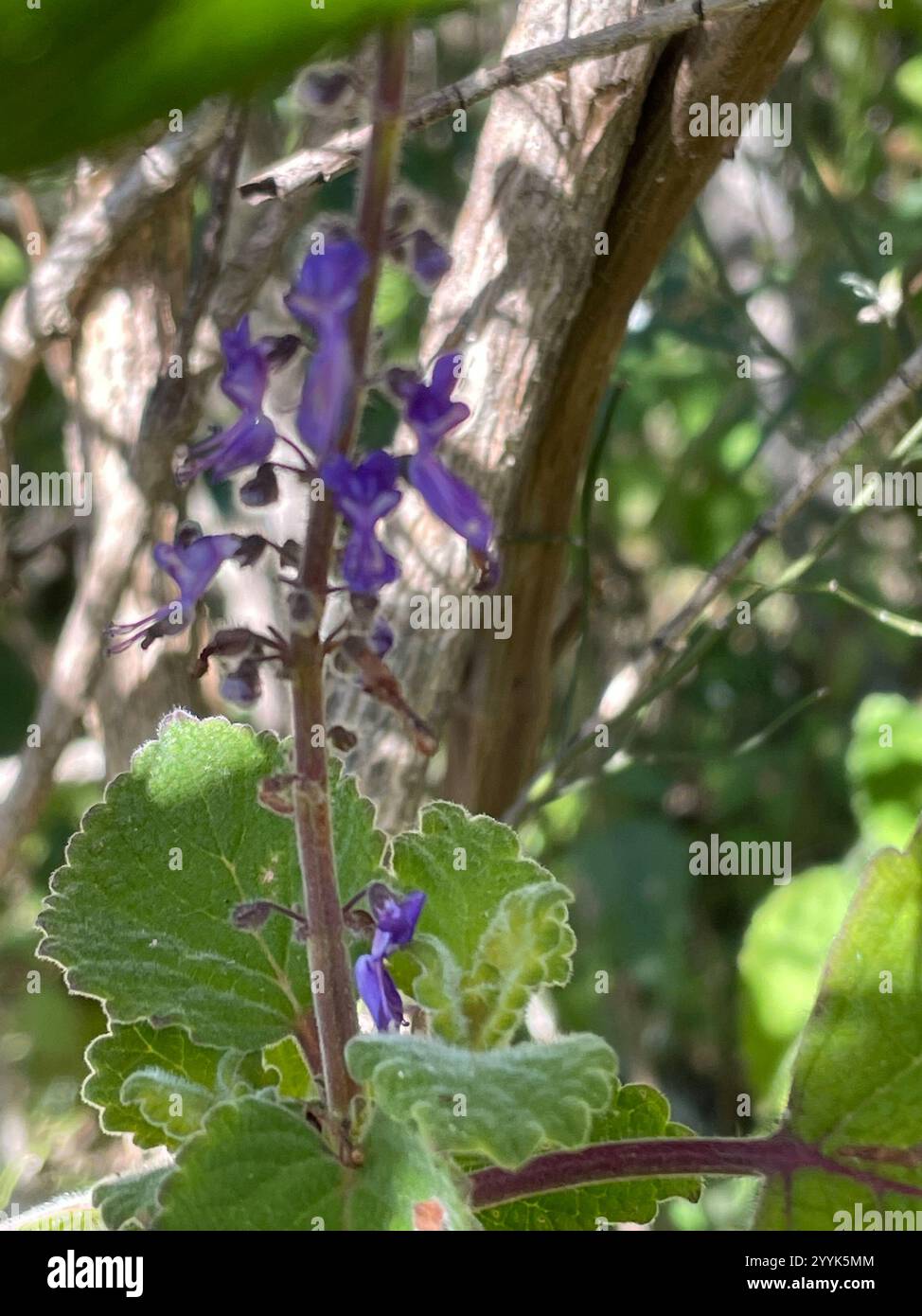 little spurflower (Coleus australis Stock Photo - Alamy
