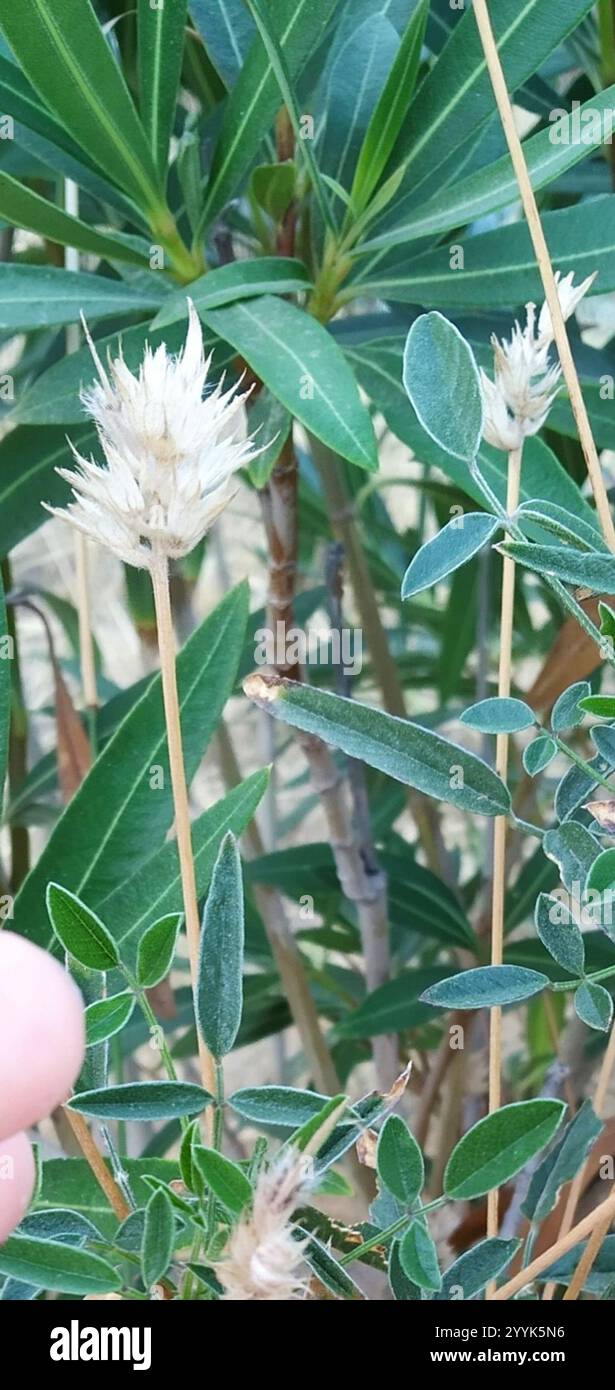 arabian pea (Bituminaria bituminosa Stock Photo - Alamy