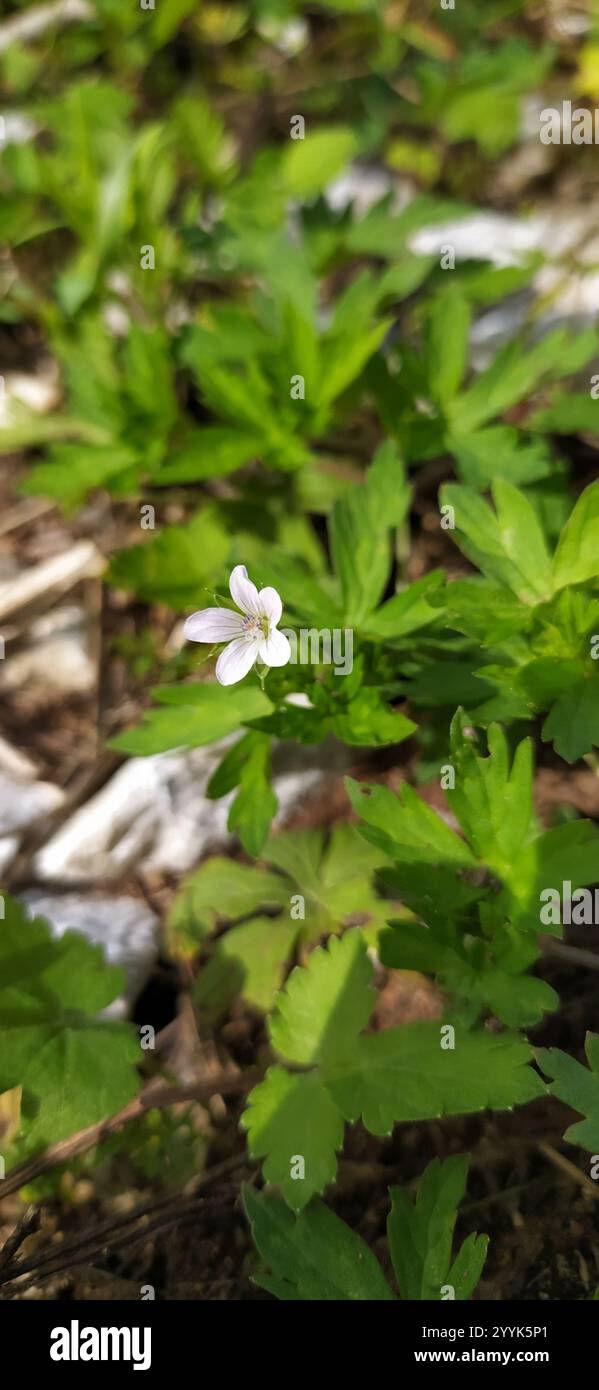 Siberian Crane's-bill (Geranium sibiricum Stock Photo - Alamy