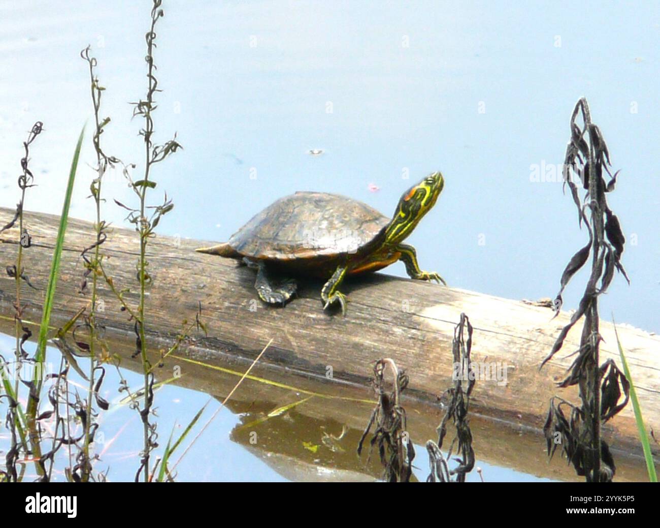 Pond Slider (Trachemys scripta Stock Photo - Alamy