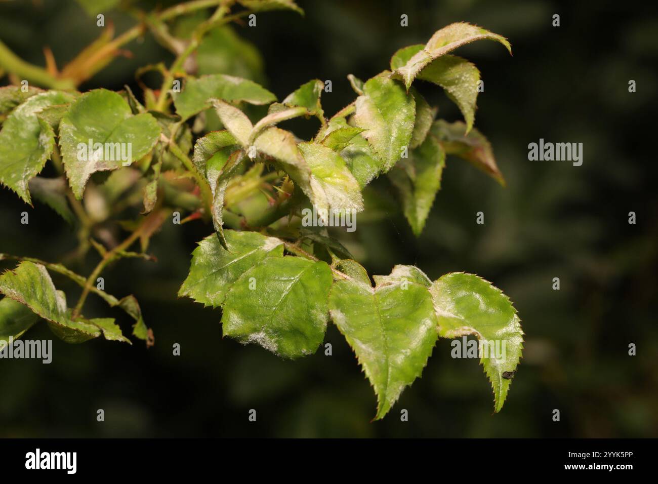 Rose Powdery Mildew (Podosphaera pannosa Stock Photo - Alamy