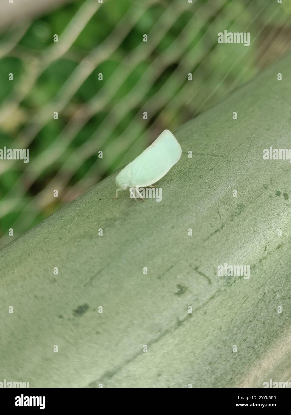 Northern Flatid Planthopper (Flatormenis proxima Stock Photo - Alamy
