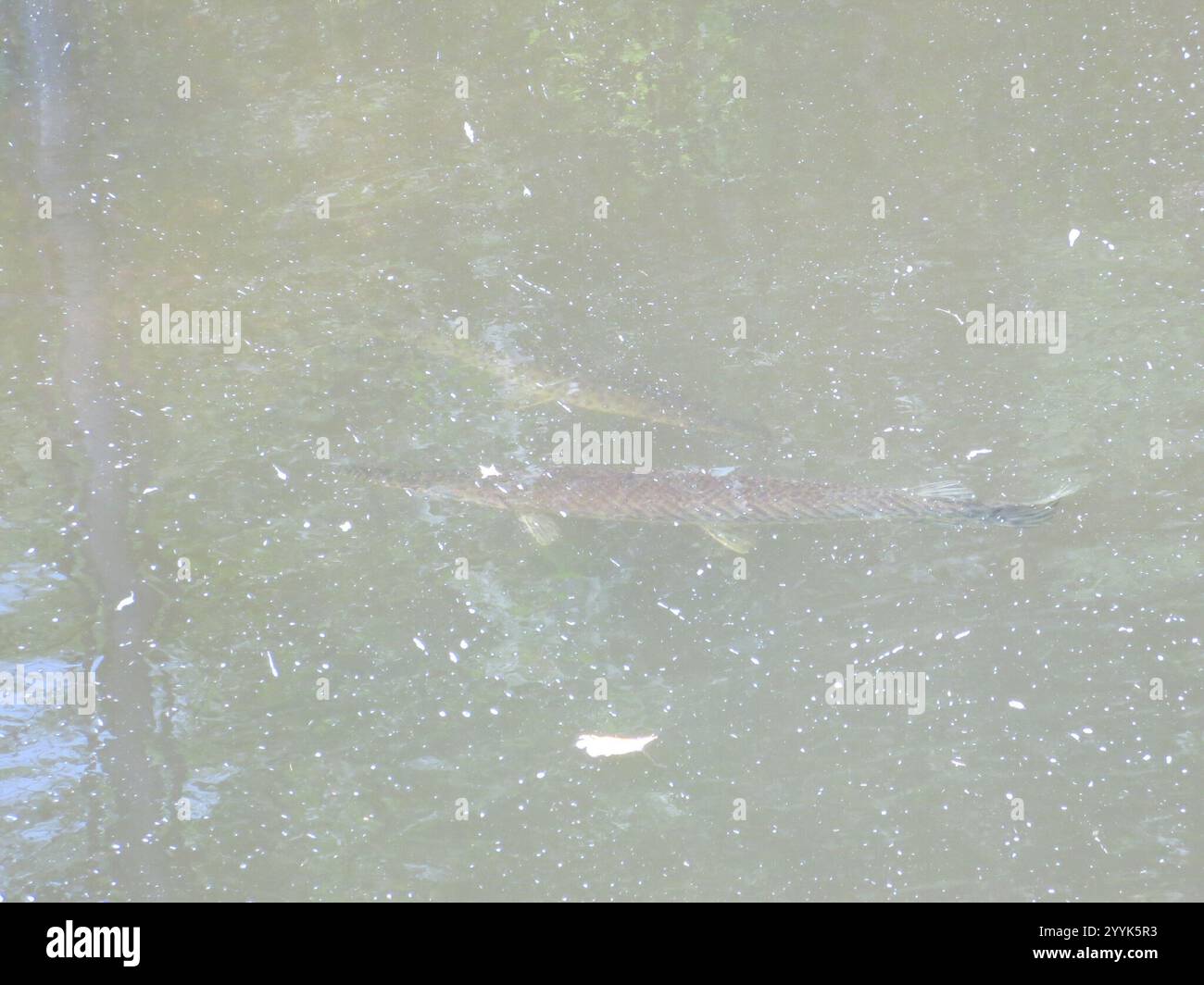 Florida Gar (Lepisosteus platyrhincus Stock Photo - Alamy