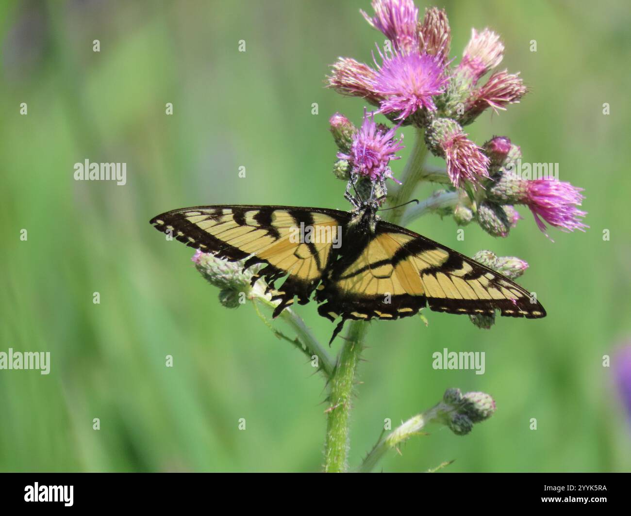 Canadian Tiger Swallowtail (Papilio canadensis Stock Photo - Alamy