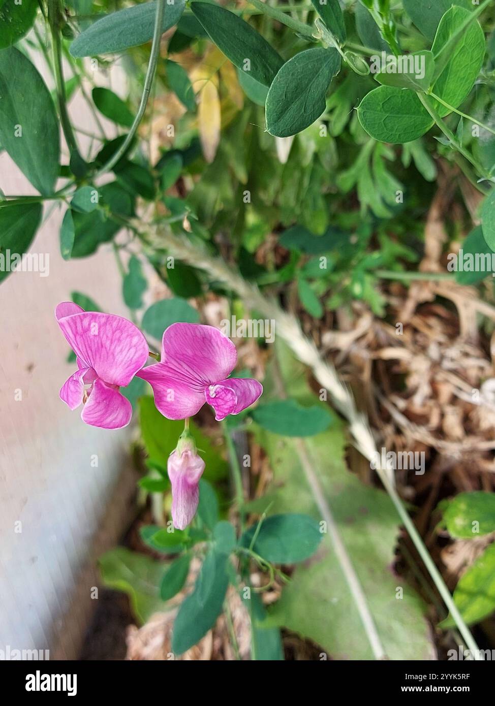 tuberous pea (Lathyrus tuberosus Stock Photo - Alamy