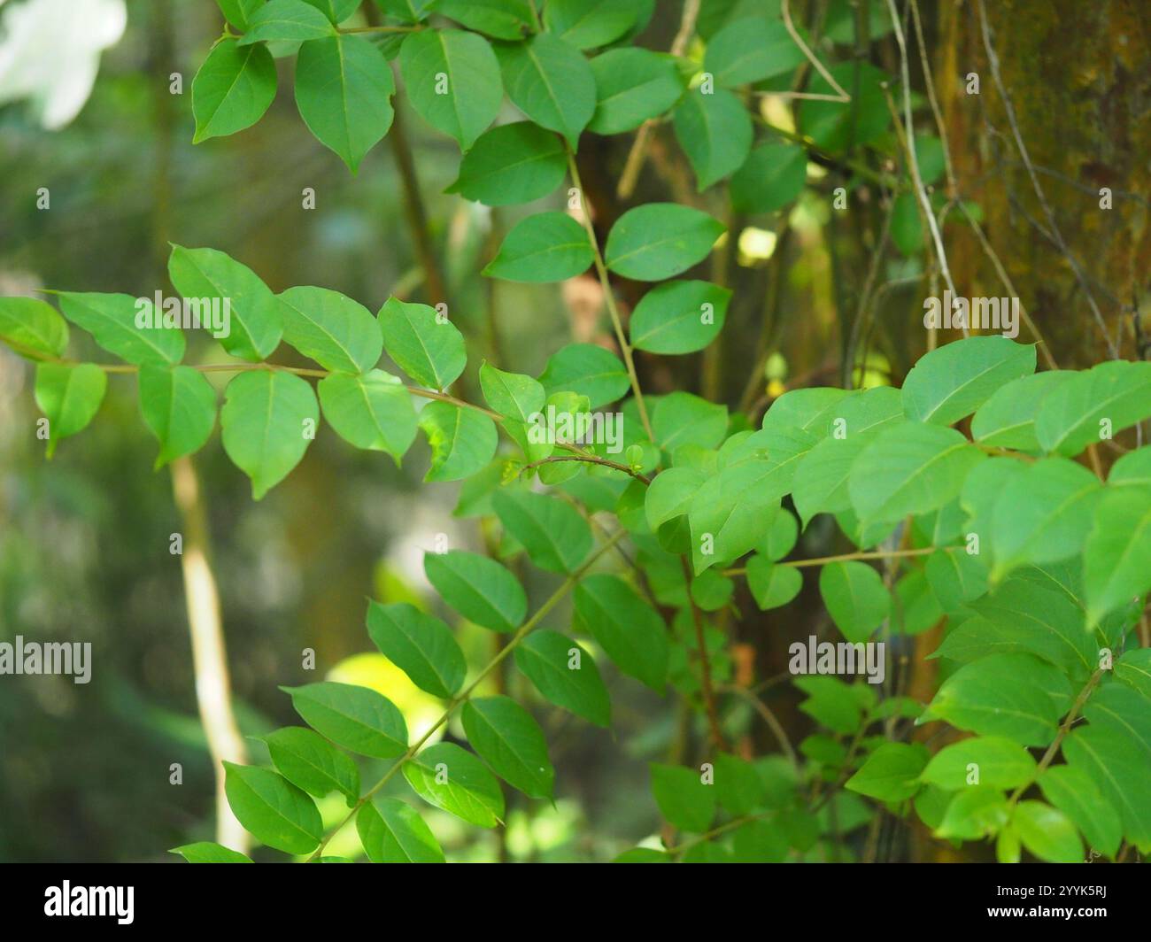 Subcostate Crape Myrtle (Lagerstroemia subcostata Stock Photo - Alamy