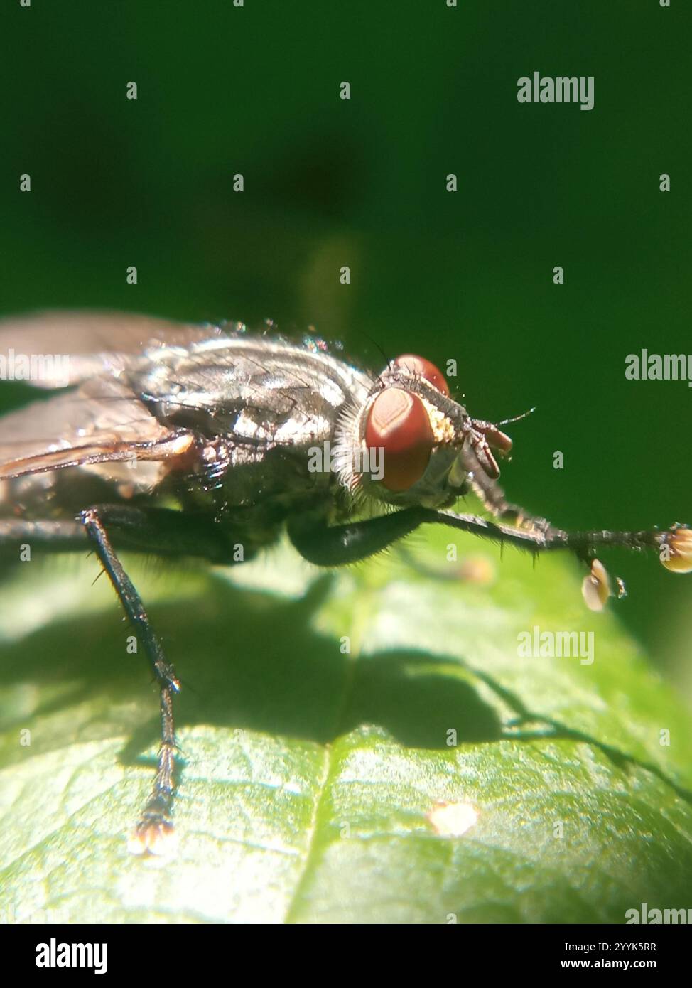 Common Flesh Flies (Sarcophaga Stock Photo - Alamy