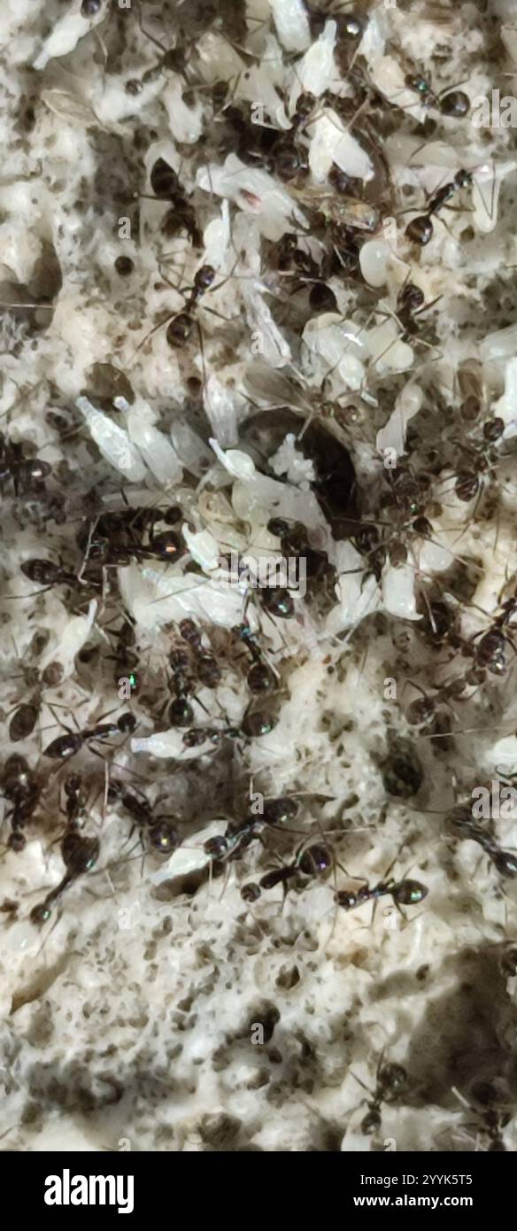 Longhorn Crazy Ant (Paratrechina longicornis Stock Photo - Alamy