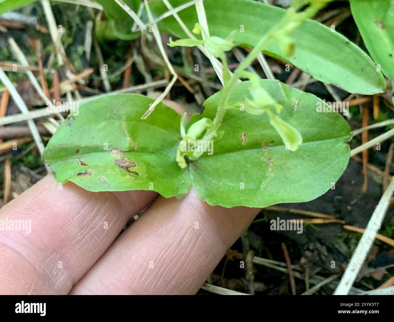 Convallarioides hi-res stock photography and images - Alamy
