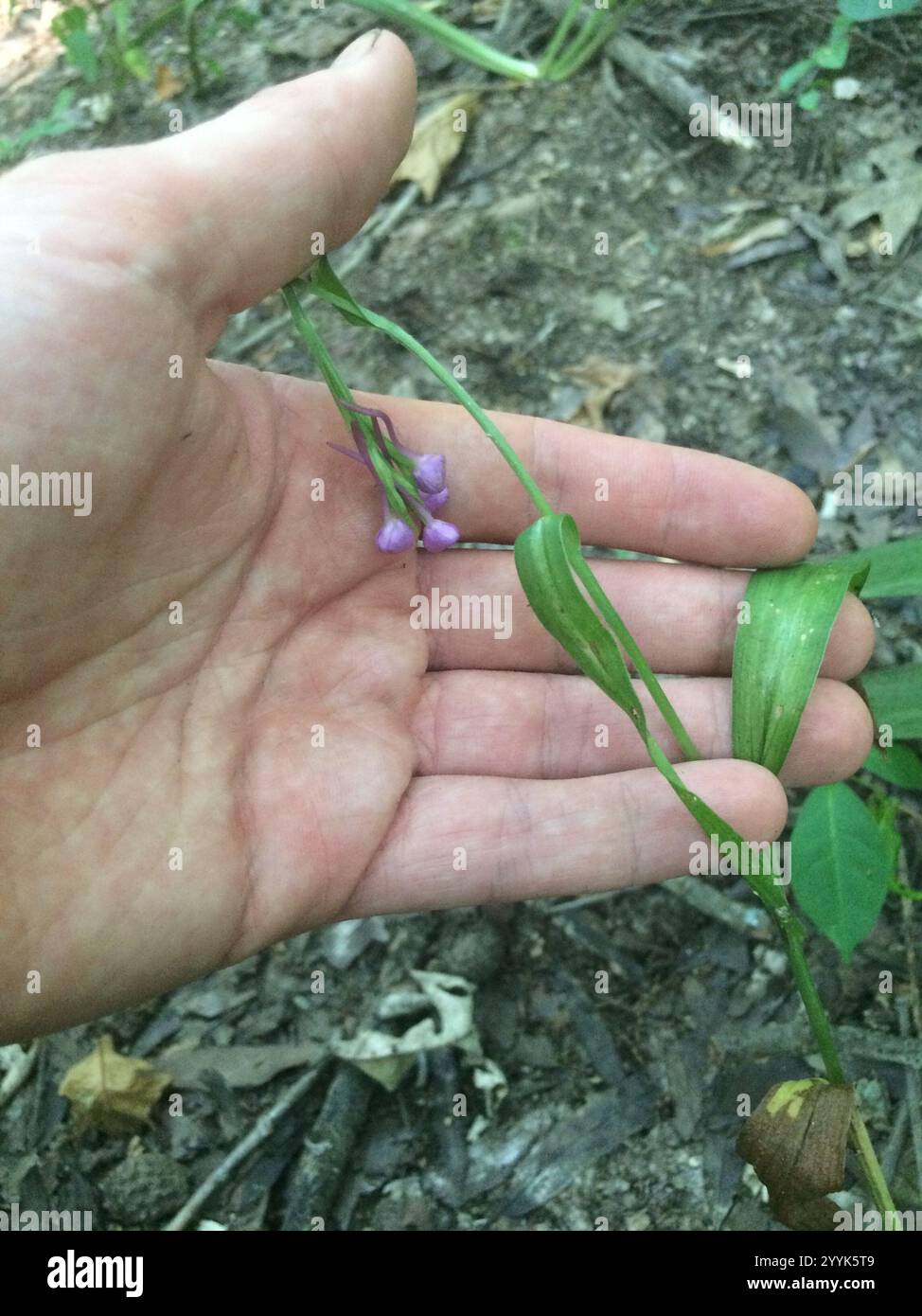 Purple Fringeless Orchid (Platanthera peramoena Stock Photo - Alamy