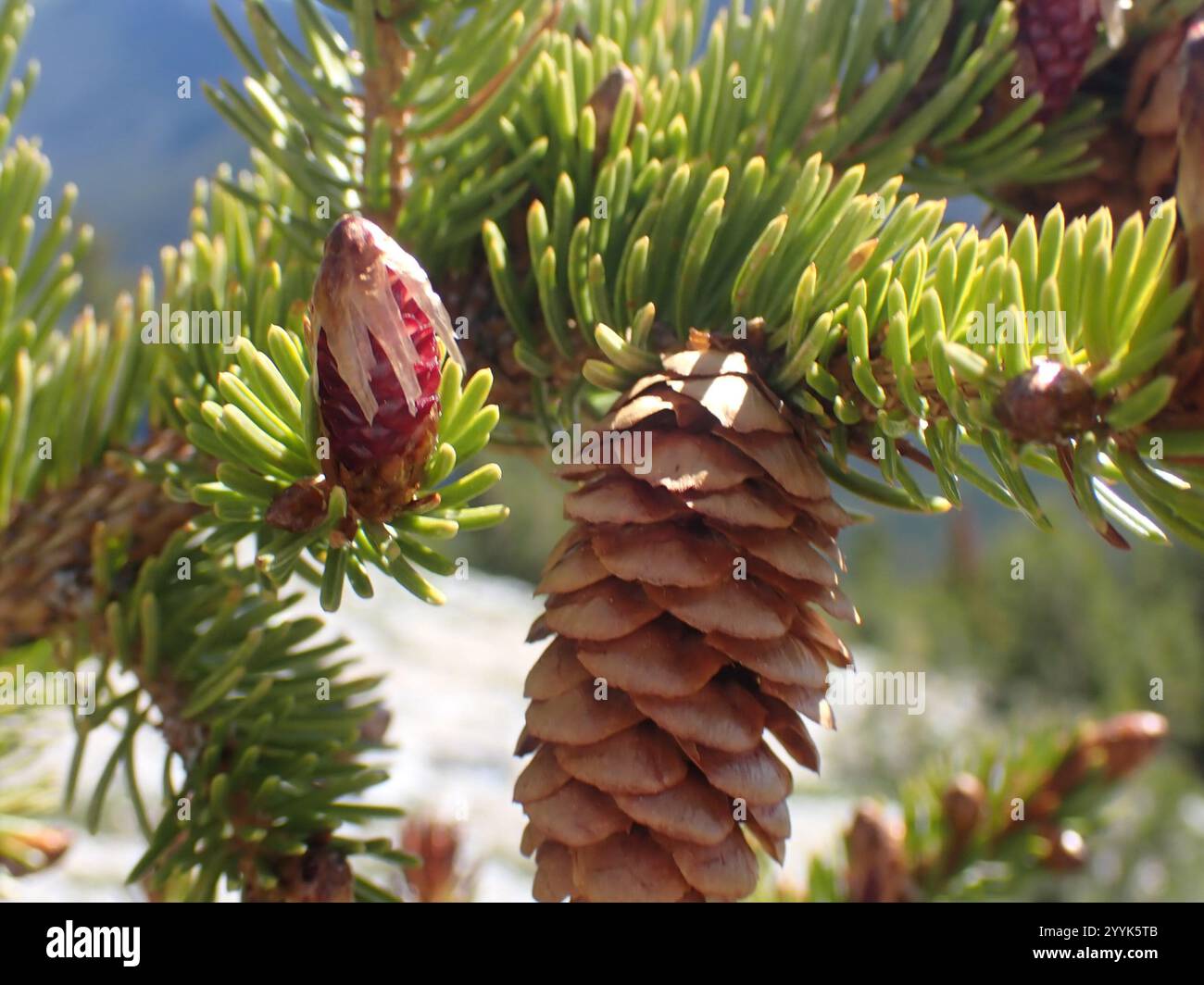 Engelmann spruce (Picea engelmannii Stock Photo - Alamy