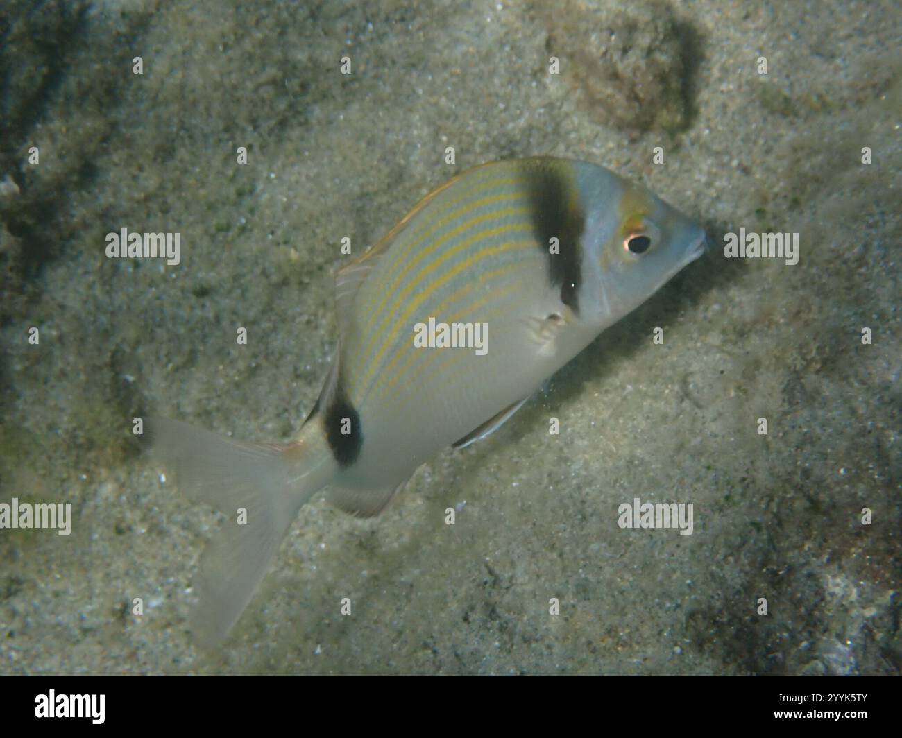 Common Two-banded Seabream (Diplodus vulgaris Stock Photo - Alamy